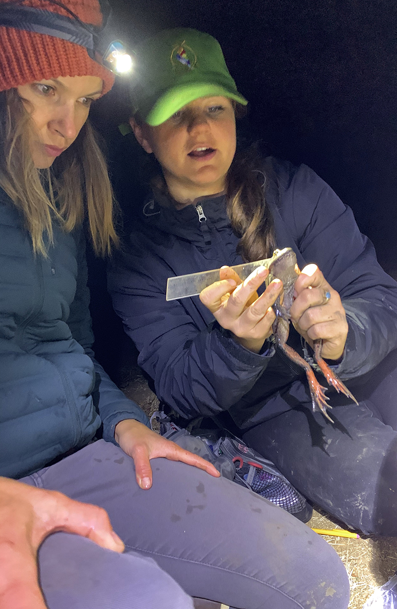 Native Amphibians – Mitsui Ranch Preserve